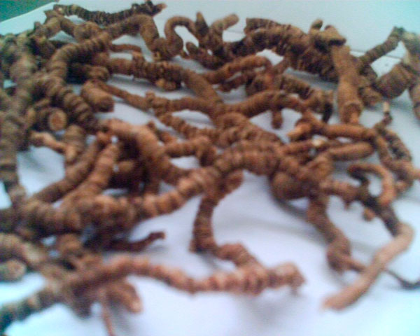 EXTRACTO DE IPECACUANA – Ecorganicos de Colombia